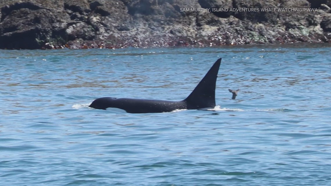 Deer swims past Bigg's orca in photo captured at Battleship Island ...
