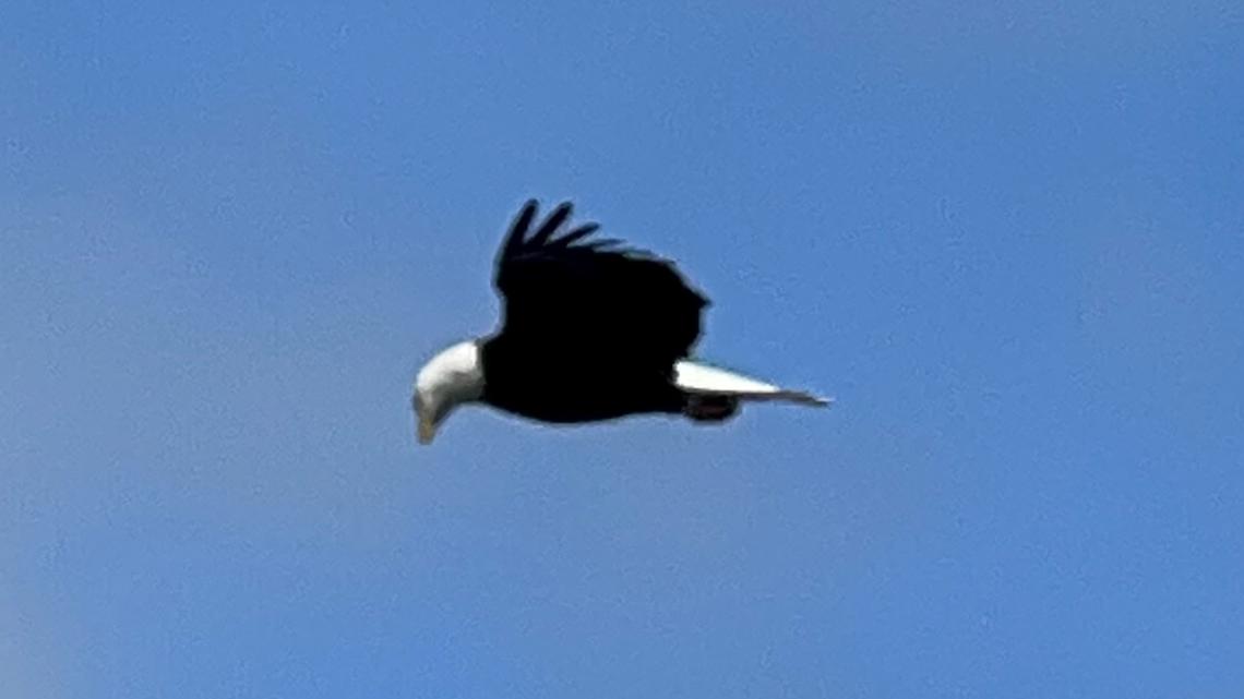 Bald eagle breaks through window at a home on American Lake | king5.com