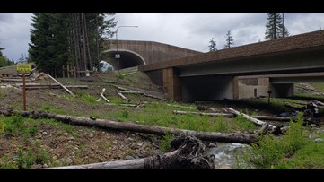 WSDOT building wildlife crossings over I-90 near Snoqualmie Pass | king5.com