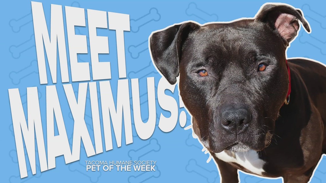 Pet Rescue of the Week: Maximus | king5.com