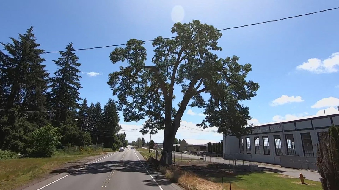 Tumwater mayor pauses tree removal after ‘passionate pleas’ | king5.com