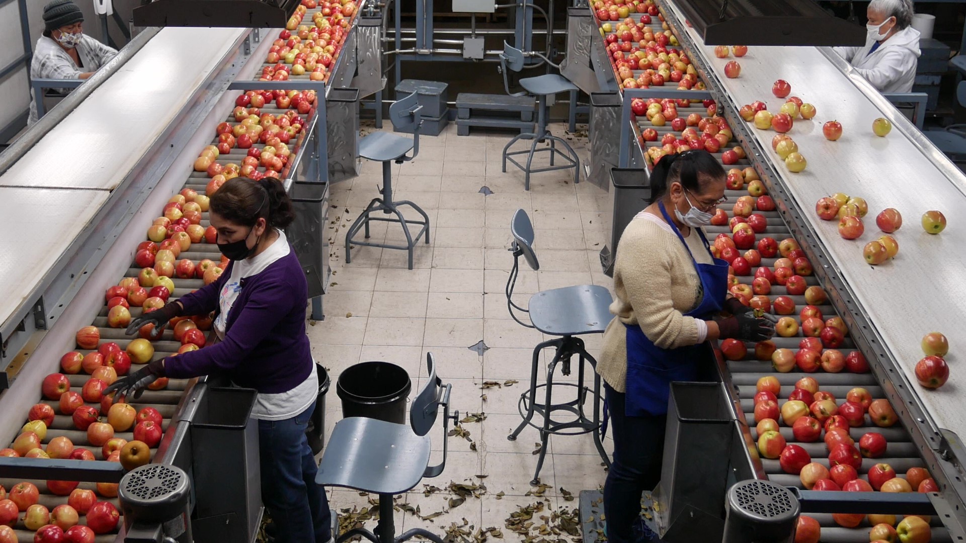 How do Washington apples get from the tree to the supermarket? | king5.com