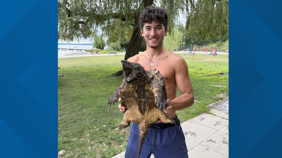 Alligator snapping turtle found at Juanita Beach Park | king5.com