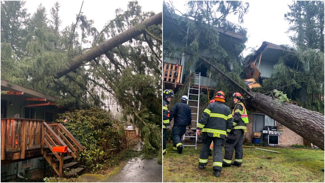 Man critically injured after tree falls on Renton apartments | king5.com