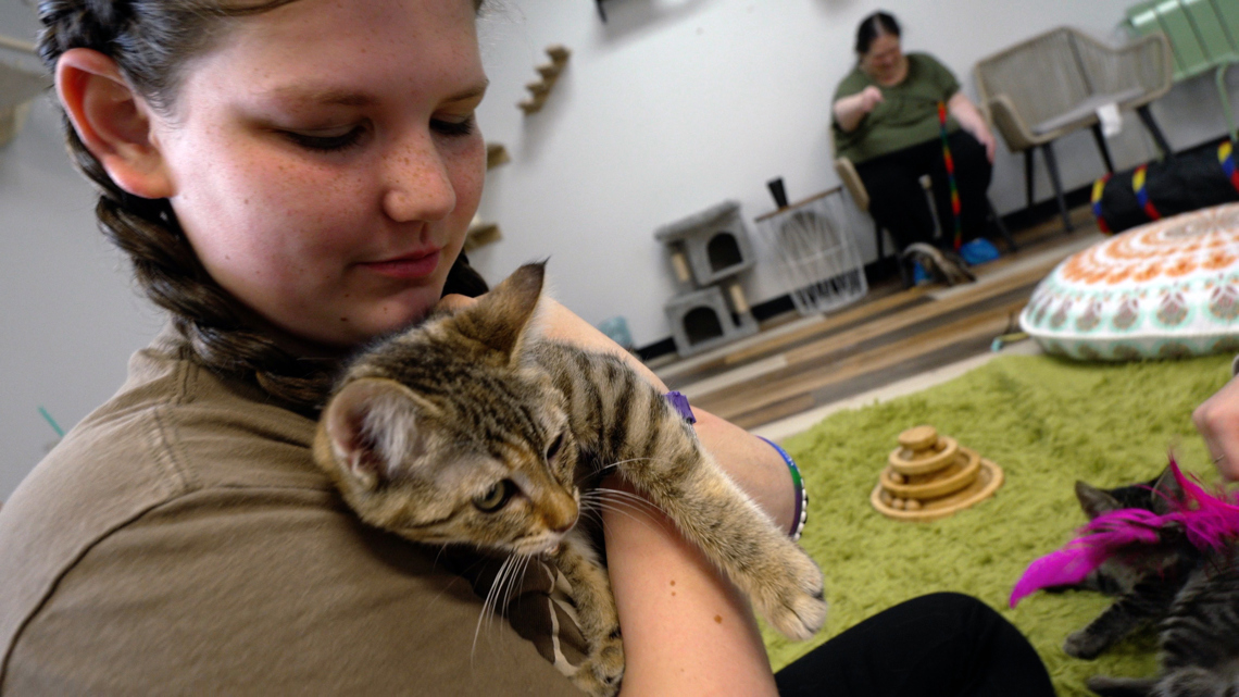 Pawsific Northwest Cat Cafe helping to stem cat overpopulation | king5.com