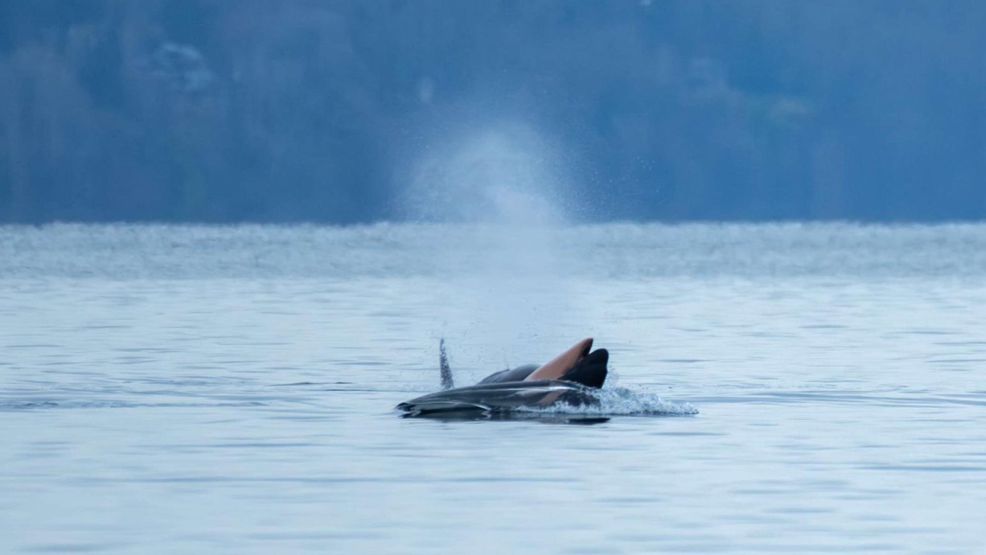 Grieving orca who captured nation in 2018 is carrying dead calf for second time | king5.com
