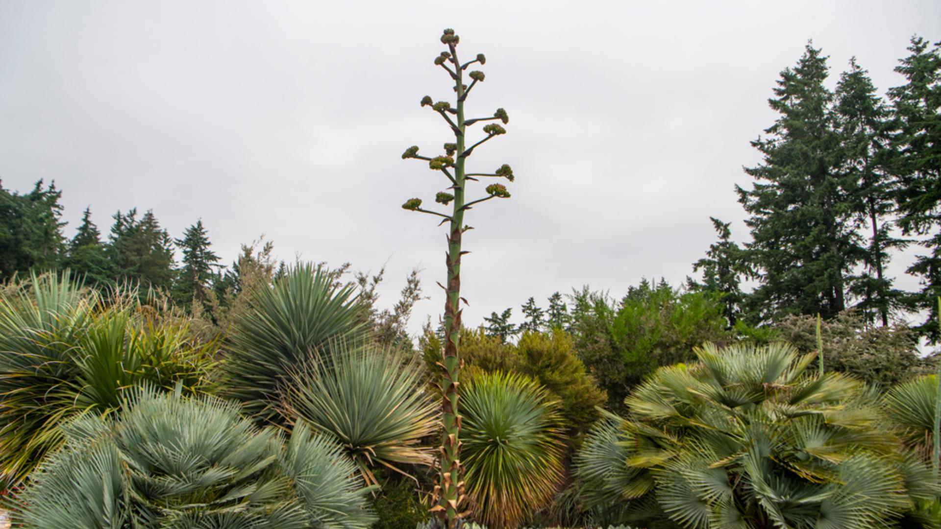 Rare 15-foot agave plant blooms at Tacoma zoo | king5.com