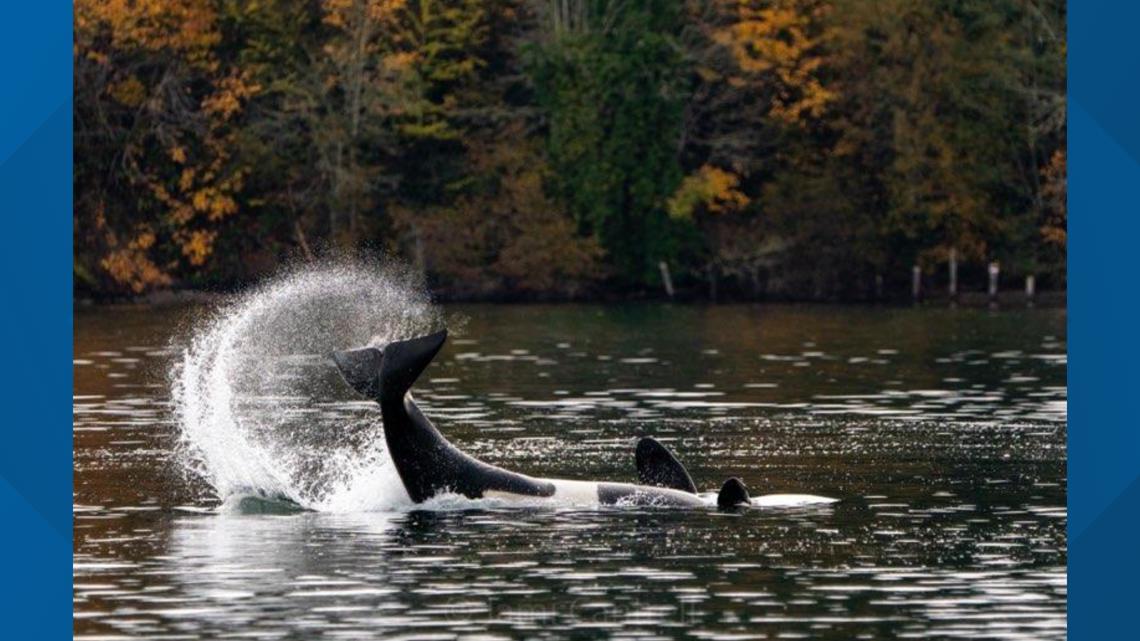 Woman captures special moment with southern resident orcas | king5.com