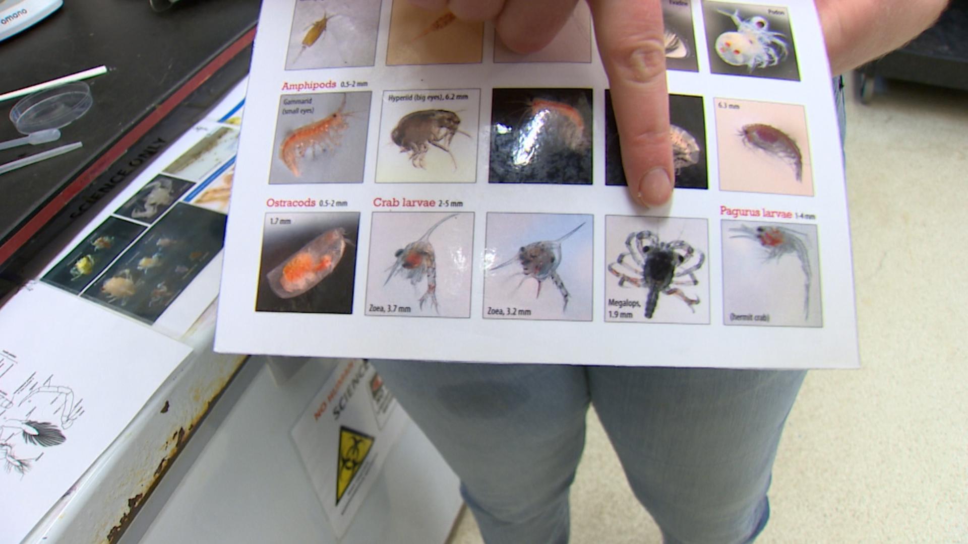 Researchers use light traps to illuminate Dungeness crab decline ...