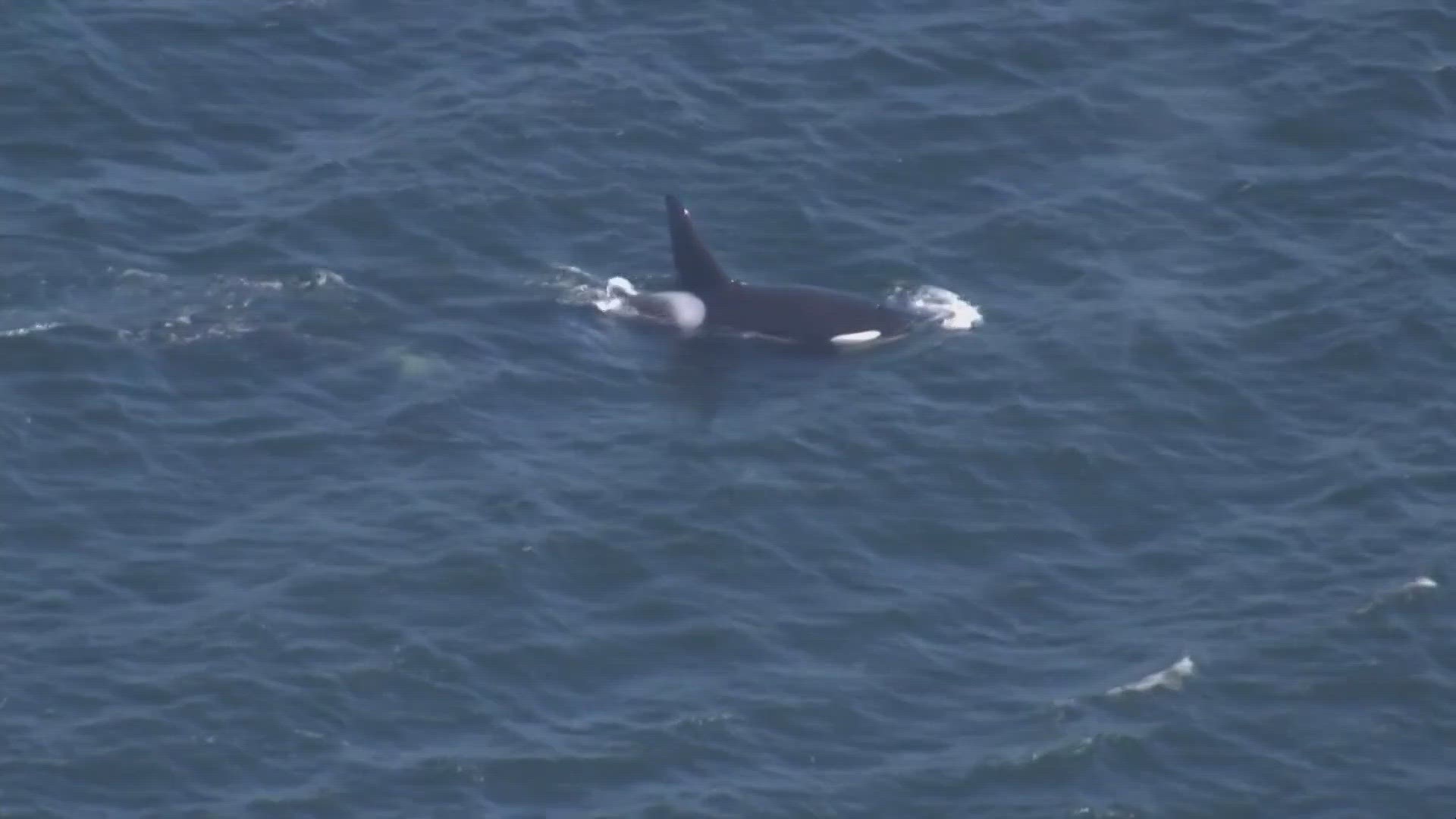 WDFW issues emergency rule for boaters to protect vulnerable Southern ...