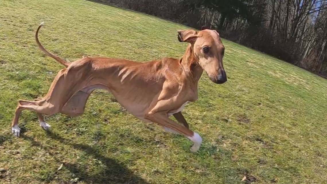 A rare breed indeed! An Azawakh to compete in Seattle's dog show ...