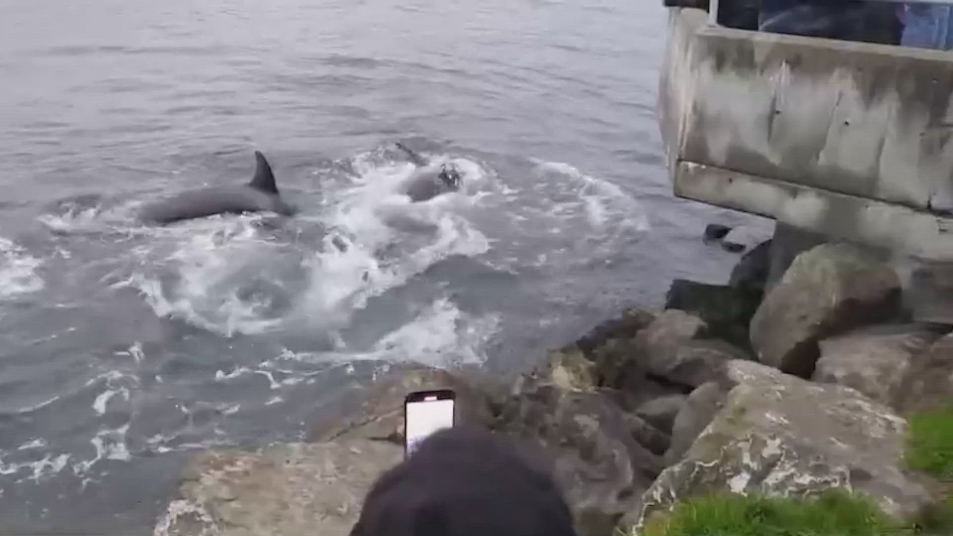 Killer whales amaze onlookers in West Seattle in rare bird hunt | king5.com