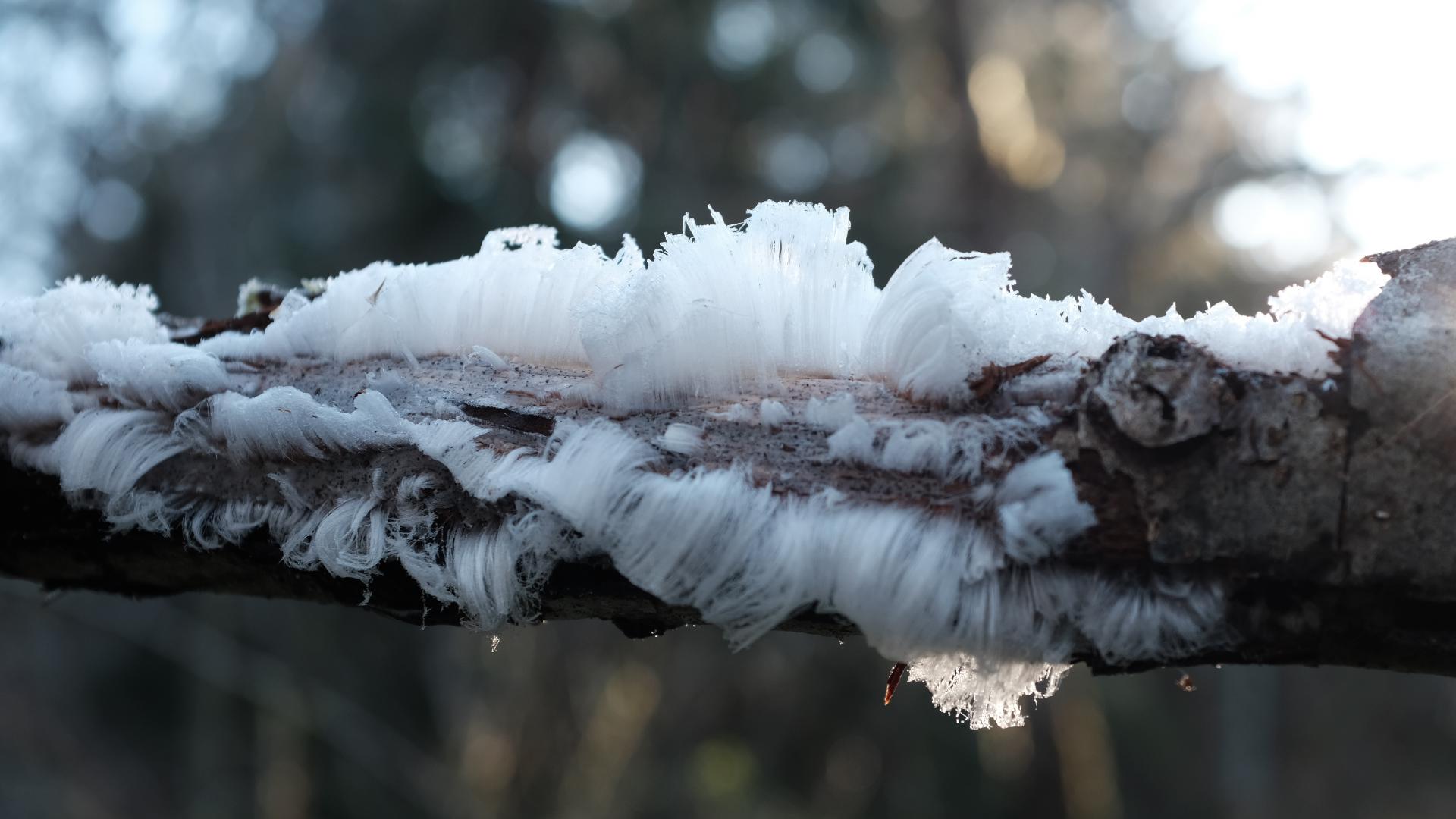Hair ice: a PNW phenomenon that forms under specific circumstance ...