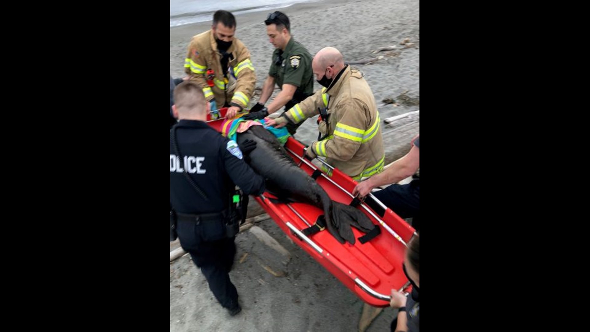 Young elephant seal rescued from storm drain on Whidbey Island | king5.com