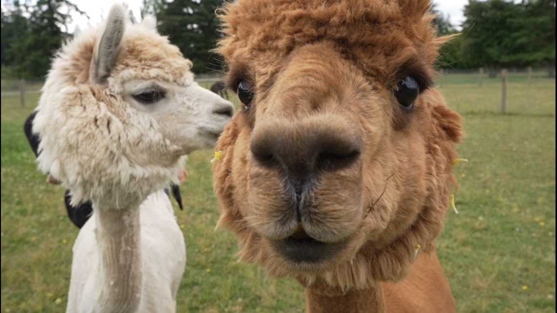 Green Apple Alpacas specializes in teaching visitors farm life | king5.com