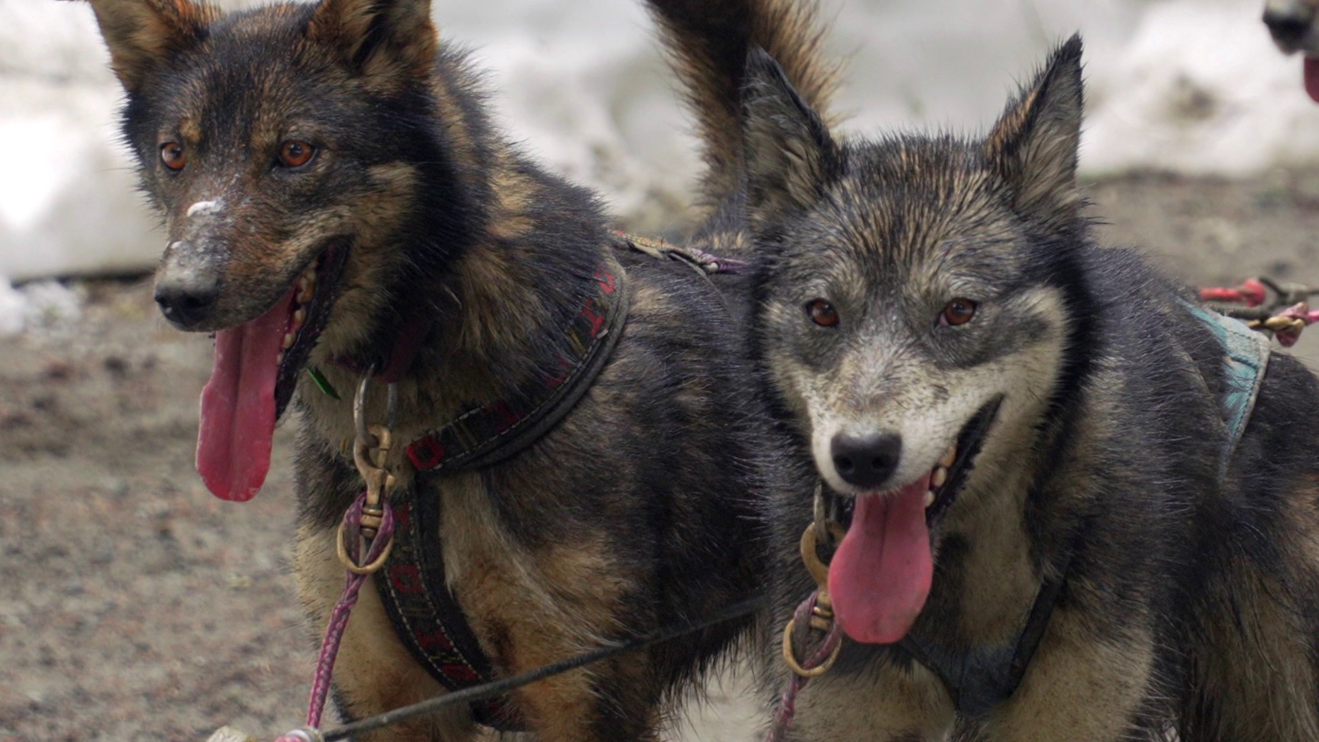 Alaska's Sled Dog Discovery Camp lets cruise visitors run with the pack ...
