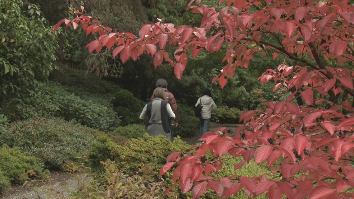 Fall's last burst of color on display in Bellevue | king5.com