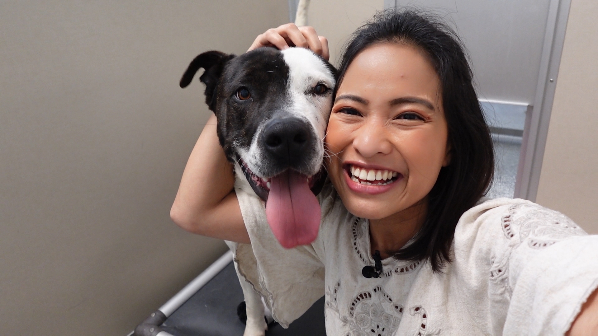 Seattle receives animals from Los Angeles to reduce shelter capacity ...