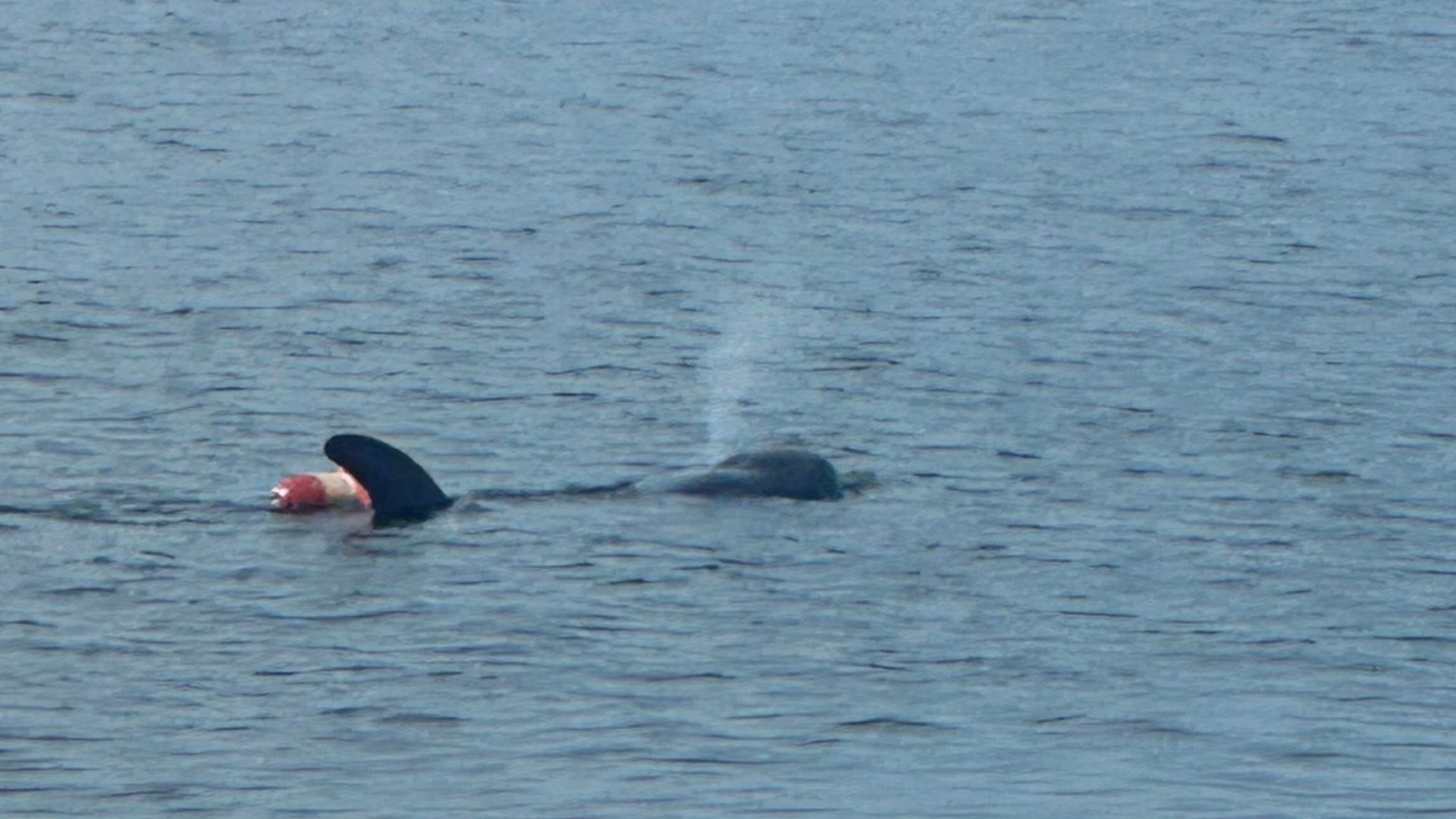 Transient orca frees itself after more than 7 hours of being entangled ...