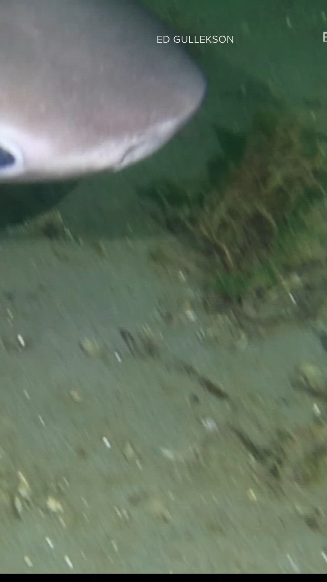 Washington could soon have an official state shark | king5.com