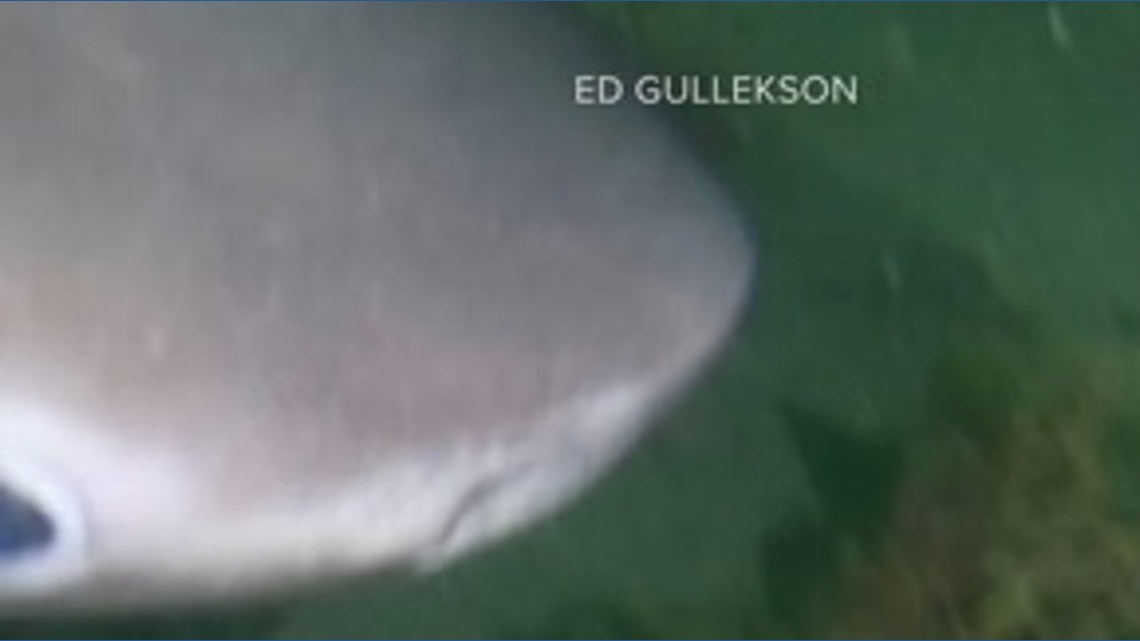 Washington could soon have an official state shark | king5.com