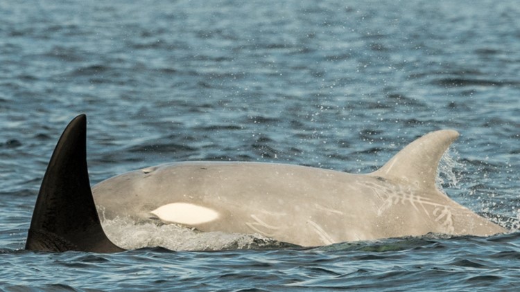 Rare white orca among dozens of whales spotted in Puget Sound this weekend | king5.com