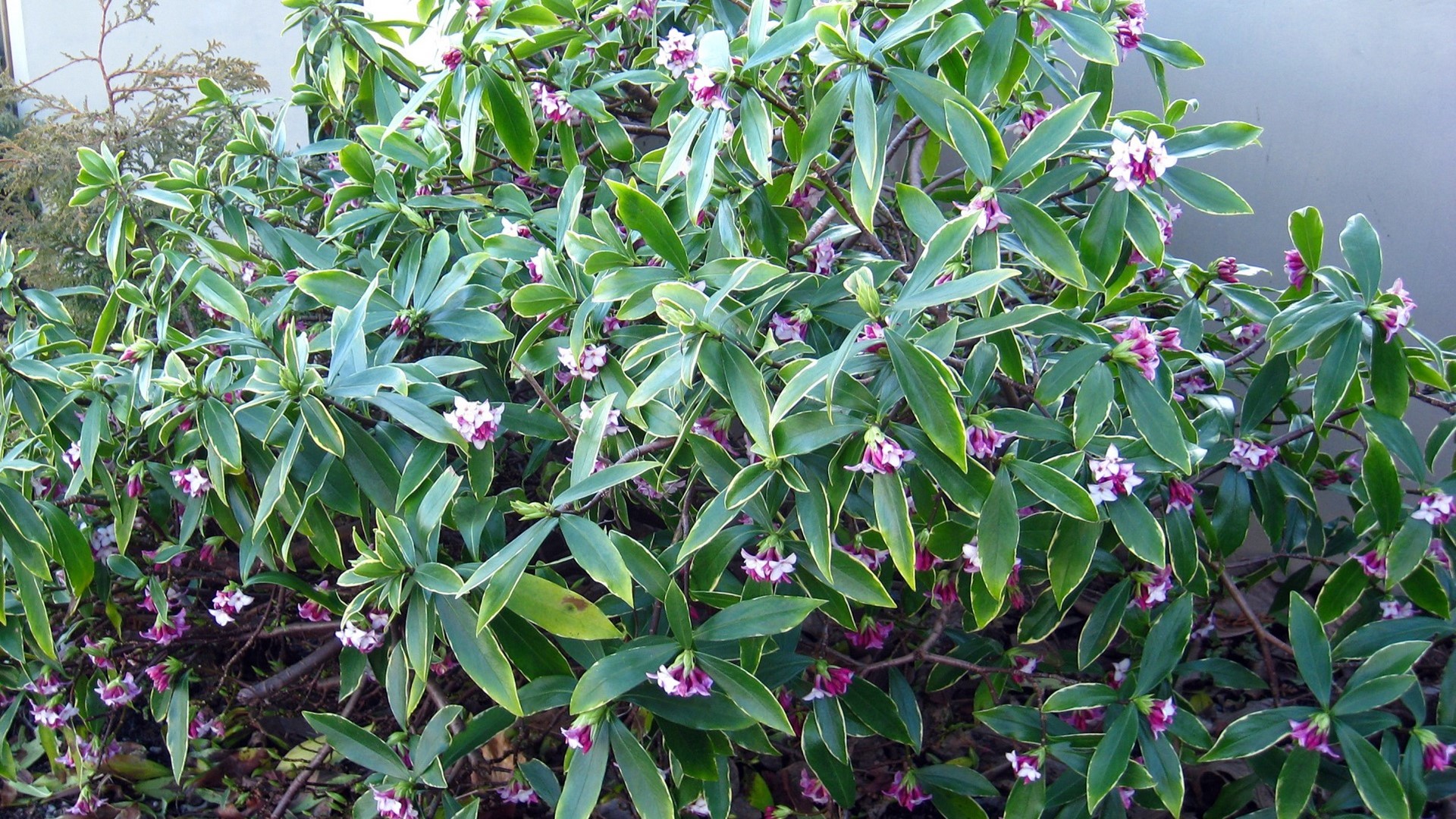 Daphne - she's a bit fussy but worth having in your garden! | king5.com