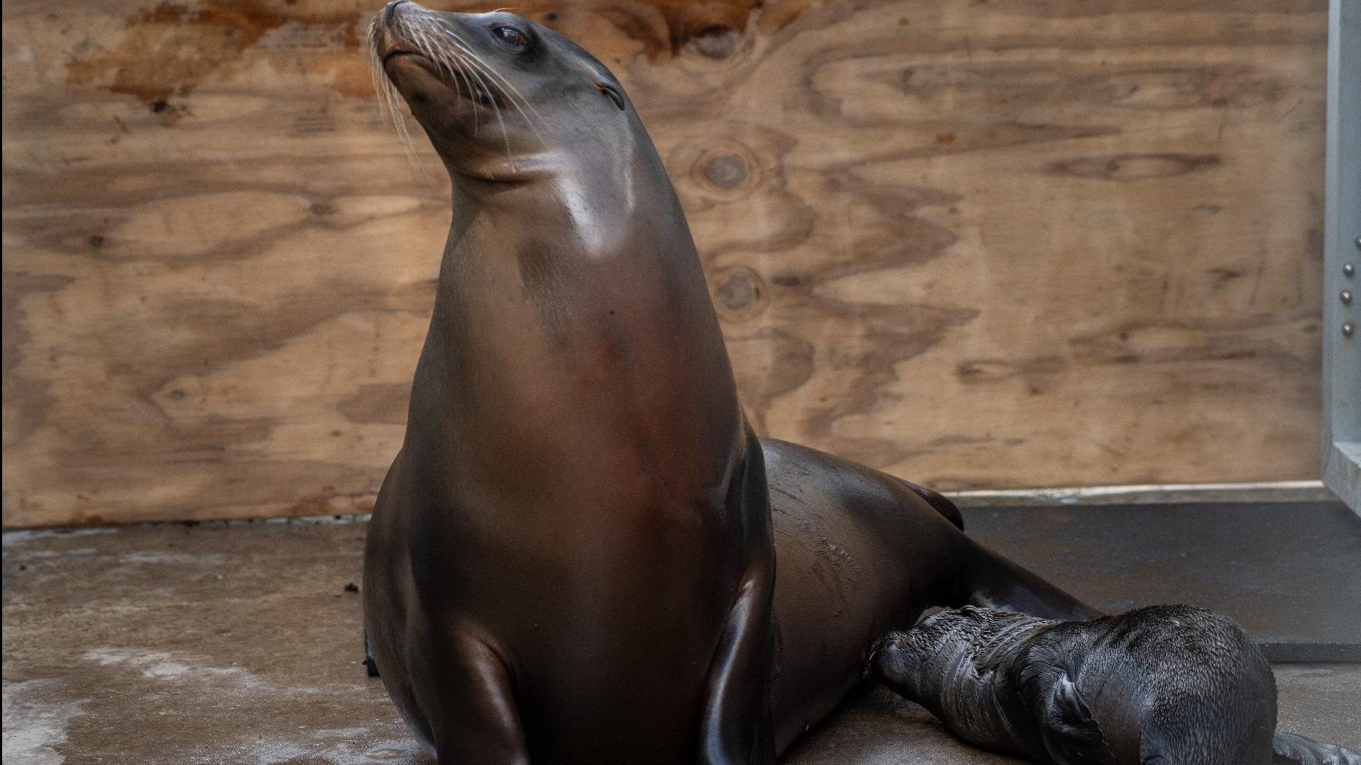 First ever sea lion pup born at Point Defiance Zoo & Aquarium | king5.com