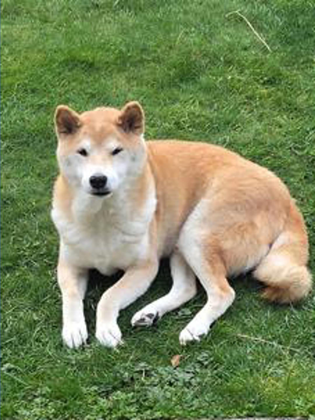 Kirkland police seek public’s help after dog stolen outside grocery ...