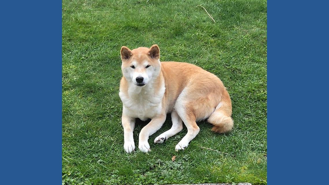 Kirkland police seek public’s help after dog stolen outside grocery ...