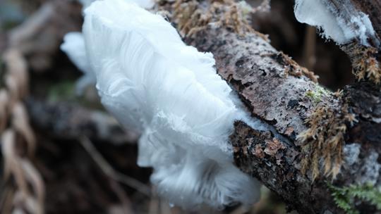 Hair ice: a PNW phenomenon that forms under specific circumstance ...