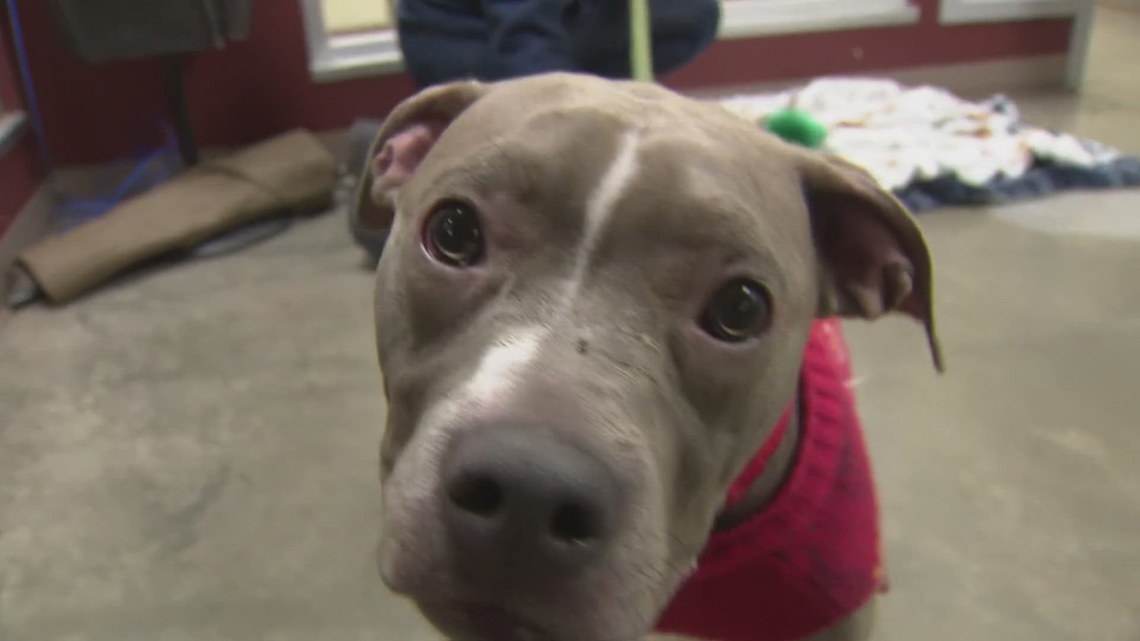 Dog found tied up, zipped into suitcase inside Everett dumpster | king5.com