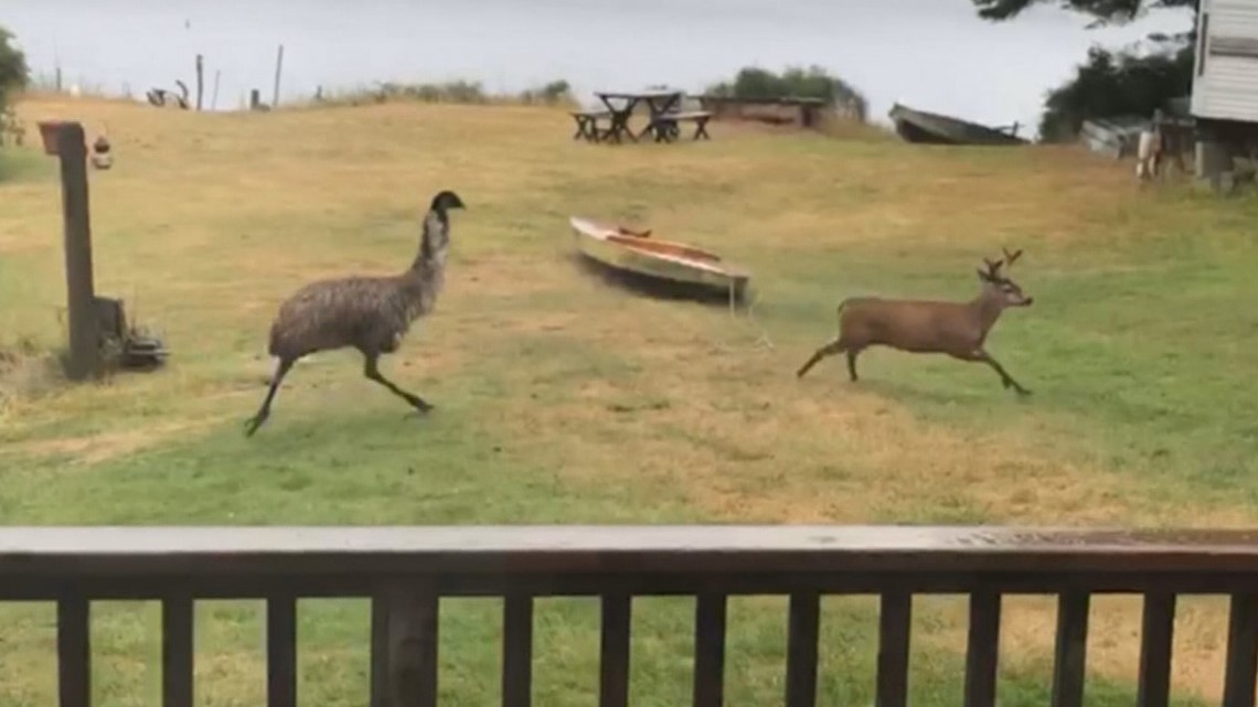 WATCH: Emu chases deer on Orcas Island | king5.com