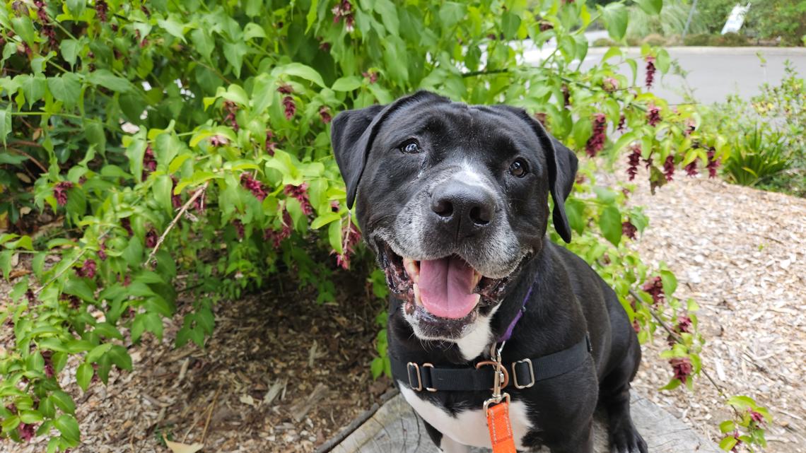 Seattle area shelters share dogs, cats in need of adoption | king5.com