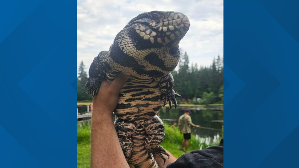 Escaped pet lizard mistaken for alligator in Washington | king5.com