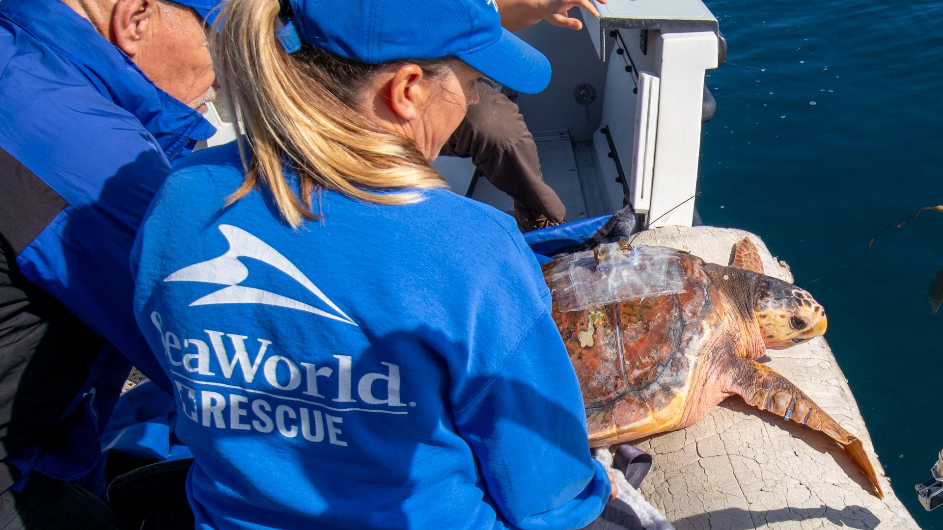 Cold-stunned loggerhead turtle found in PNW released to wild | king5.com