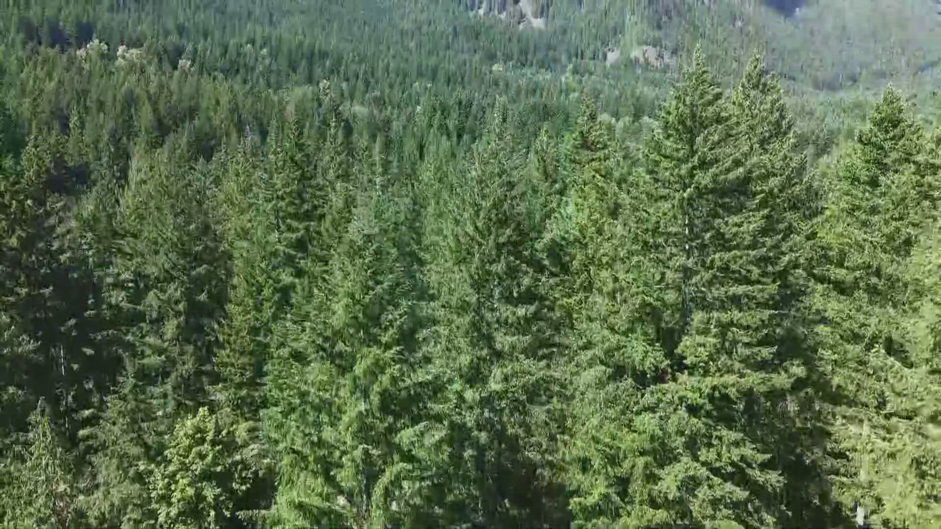 Officials call off search for bear involved in rare attack on Mount Si ...