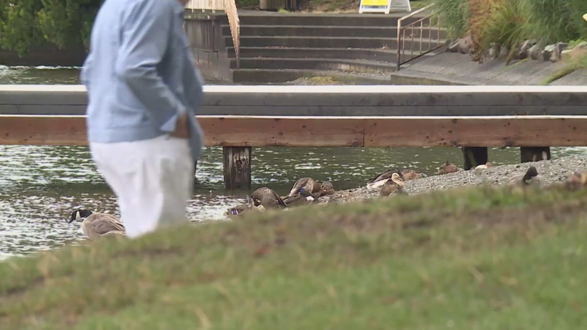 Goose waste linked to repeated closures at western Washington beaches ...