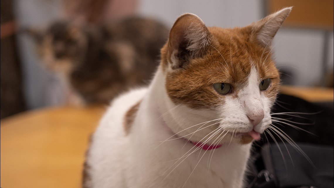Seattle Area Feline Rescue fundraising to expand | king5.com