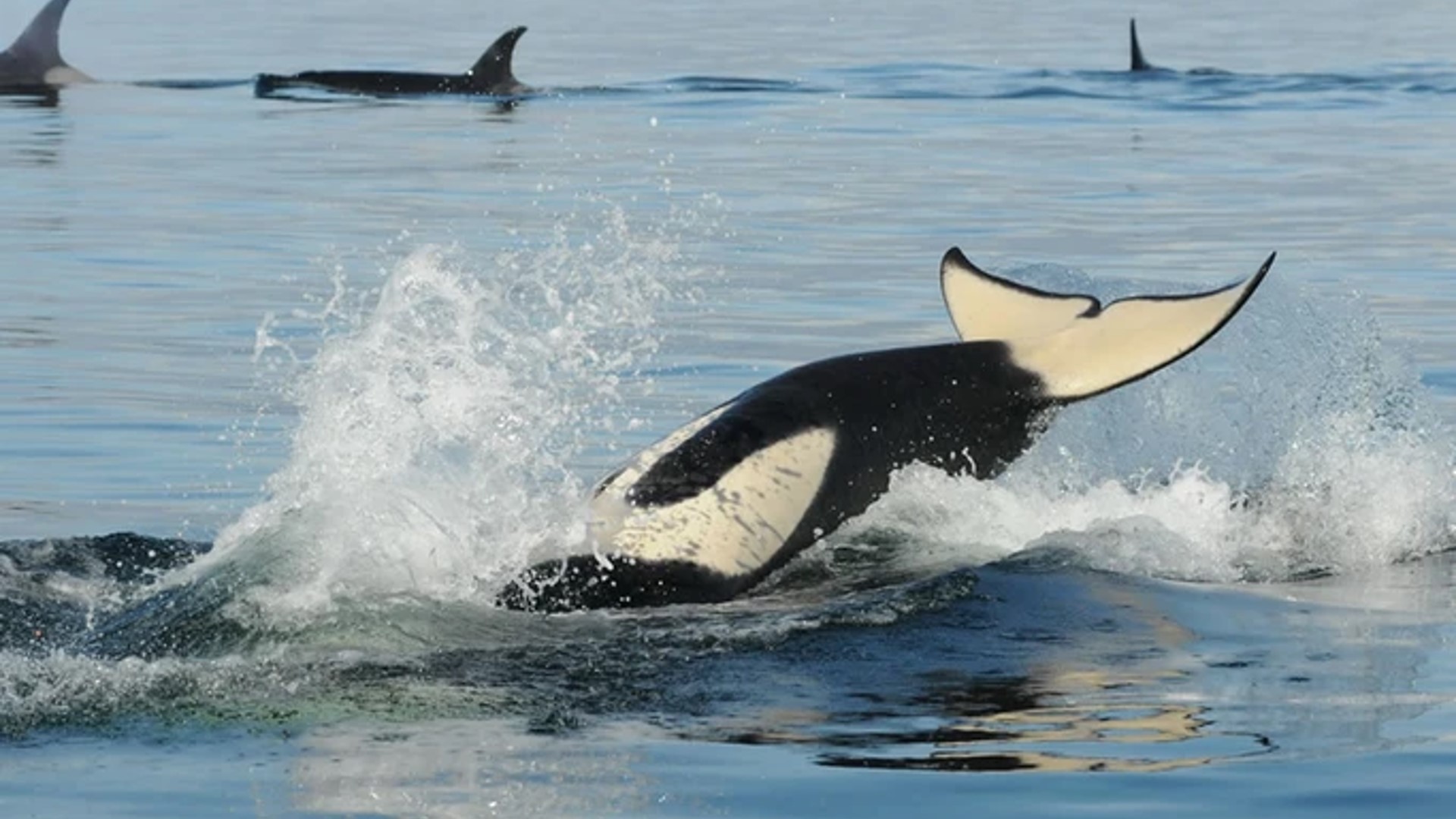 Southern Resident orca population drops with 3 deaths, 2 births | king5.com