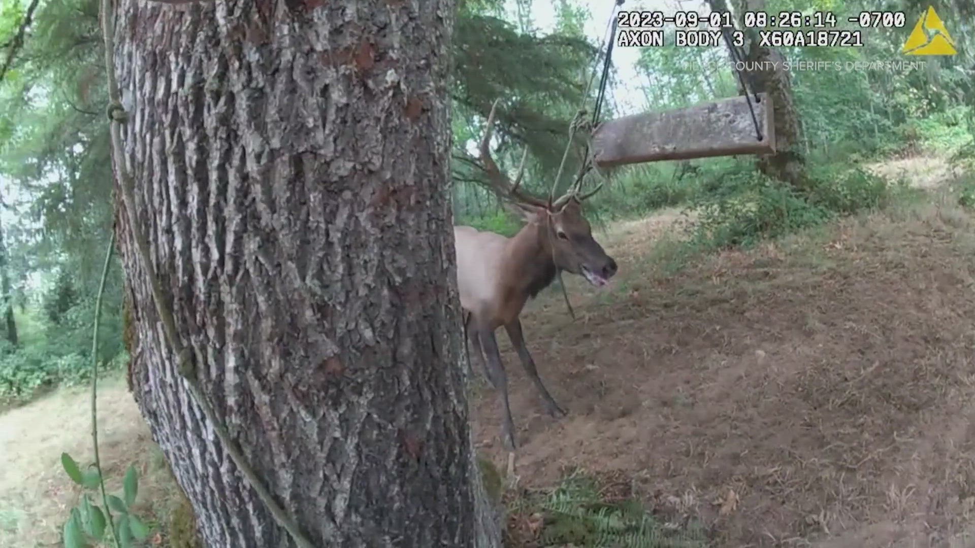 Pierce County deputies help free an elk with its antlers stuck in a ...