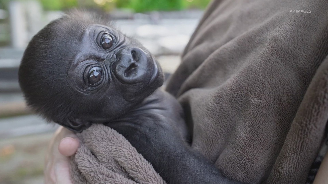 Baby gorilla born at Woodland Park Zoo rejected by his mother | king5.com