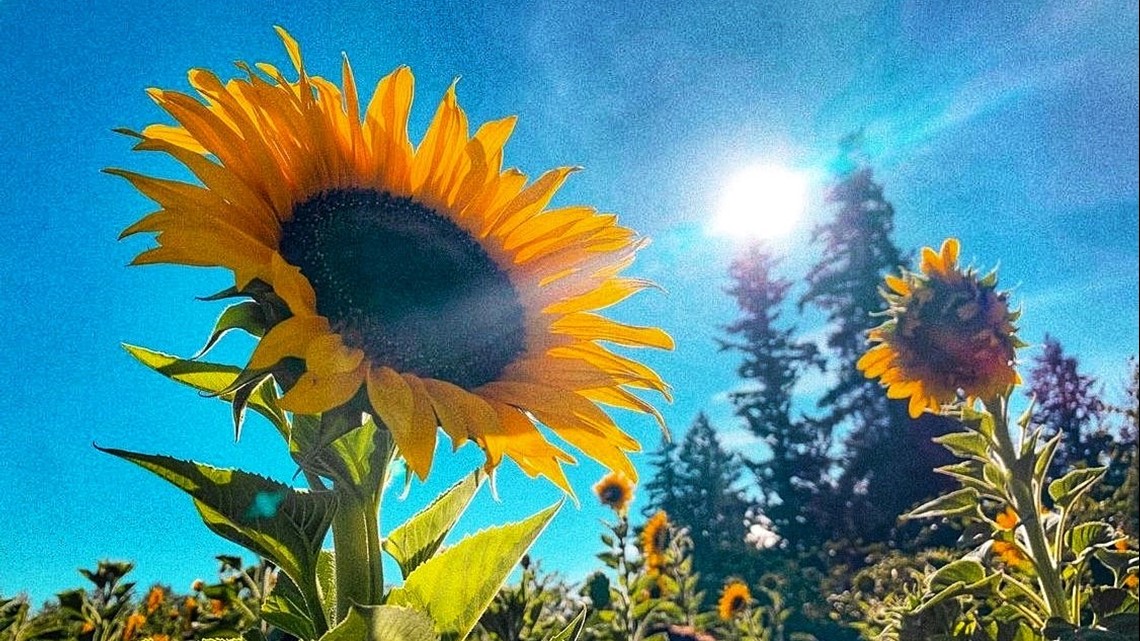 Explore 7 acres of sunflowers at Maris Farms - What's Up This Week ...