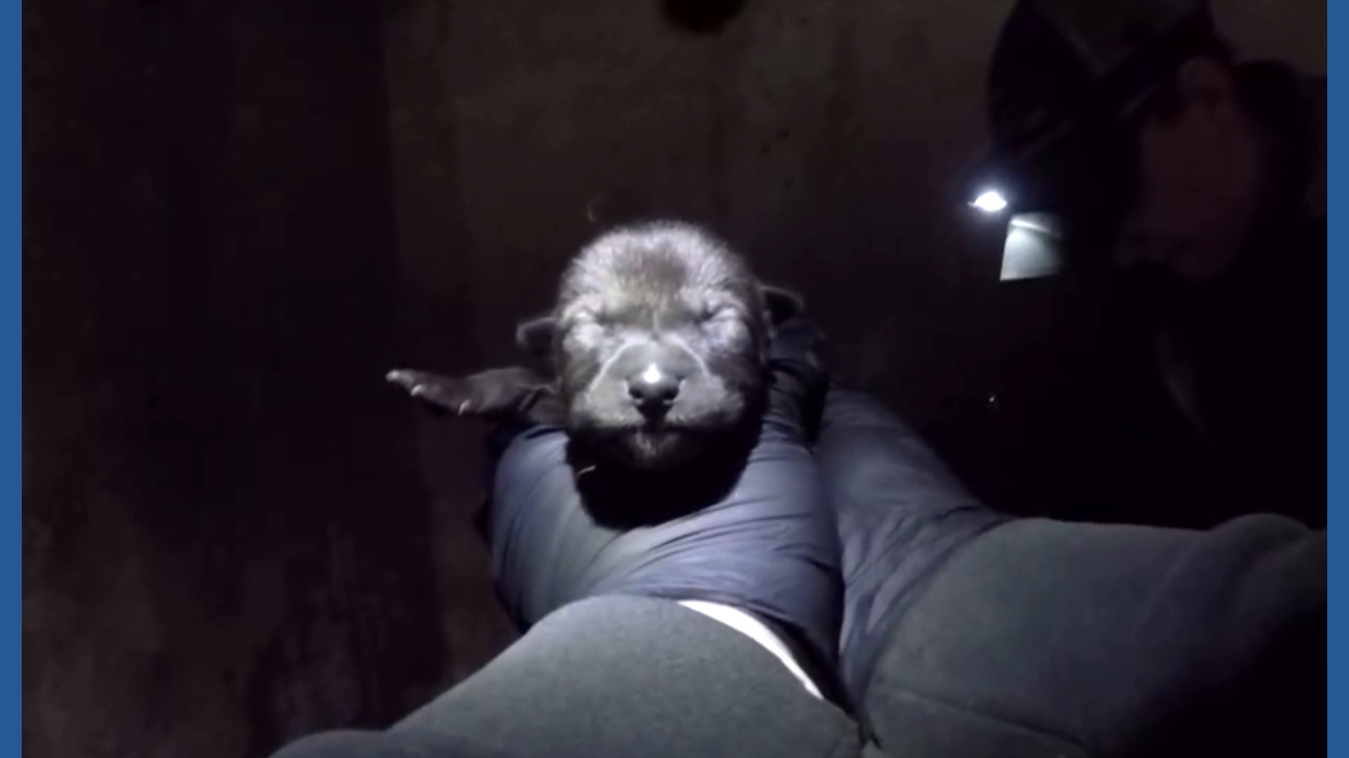 Nine endangered wolf pups born at Point Defiance Zoo | king5.com