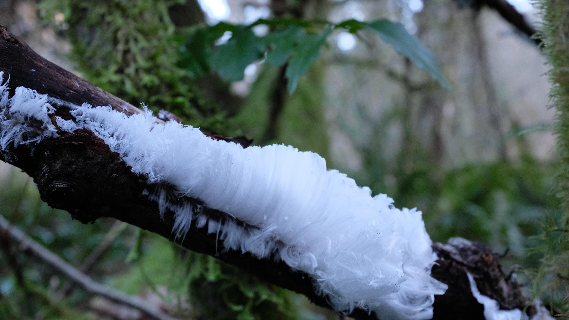 Hair ice: a PNW phenomenon that forms under specific circumstance ...