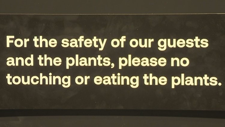 The Living Wall is Climate Pledge Arena's Most Insta-worthy spot ...