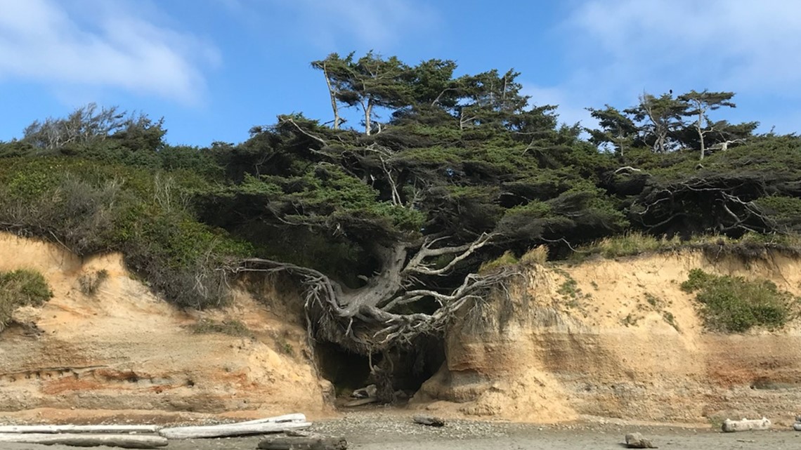 These are washington's weirdest and most wonderful trees | king5.com