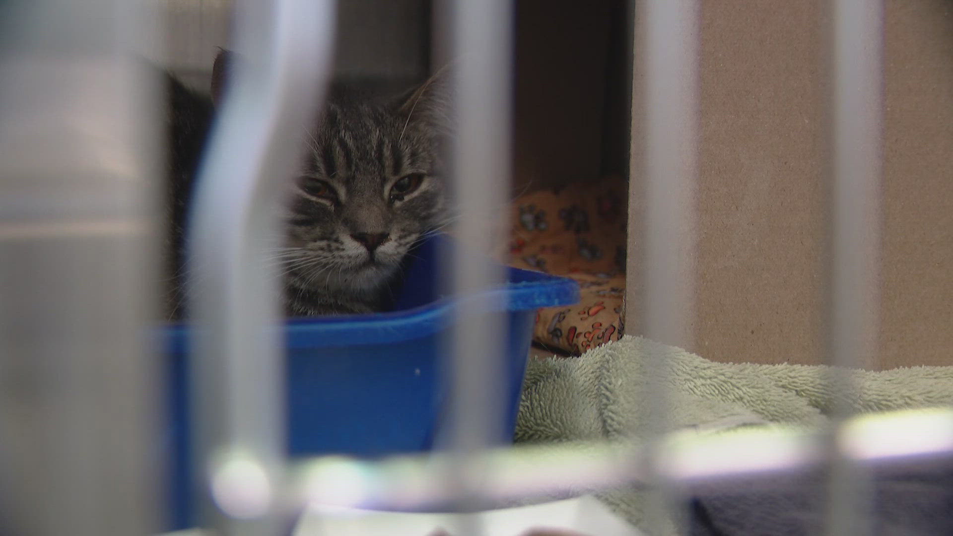 More than 80 cats seized from a trailer in Graham | king5.com
