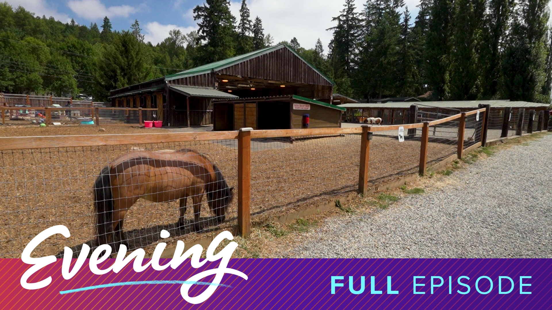 Sammamish Animal Sanctuary, Mark Christopher's retirement and red hydrangeas - KING 5 Evening ...