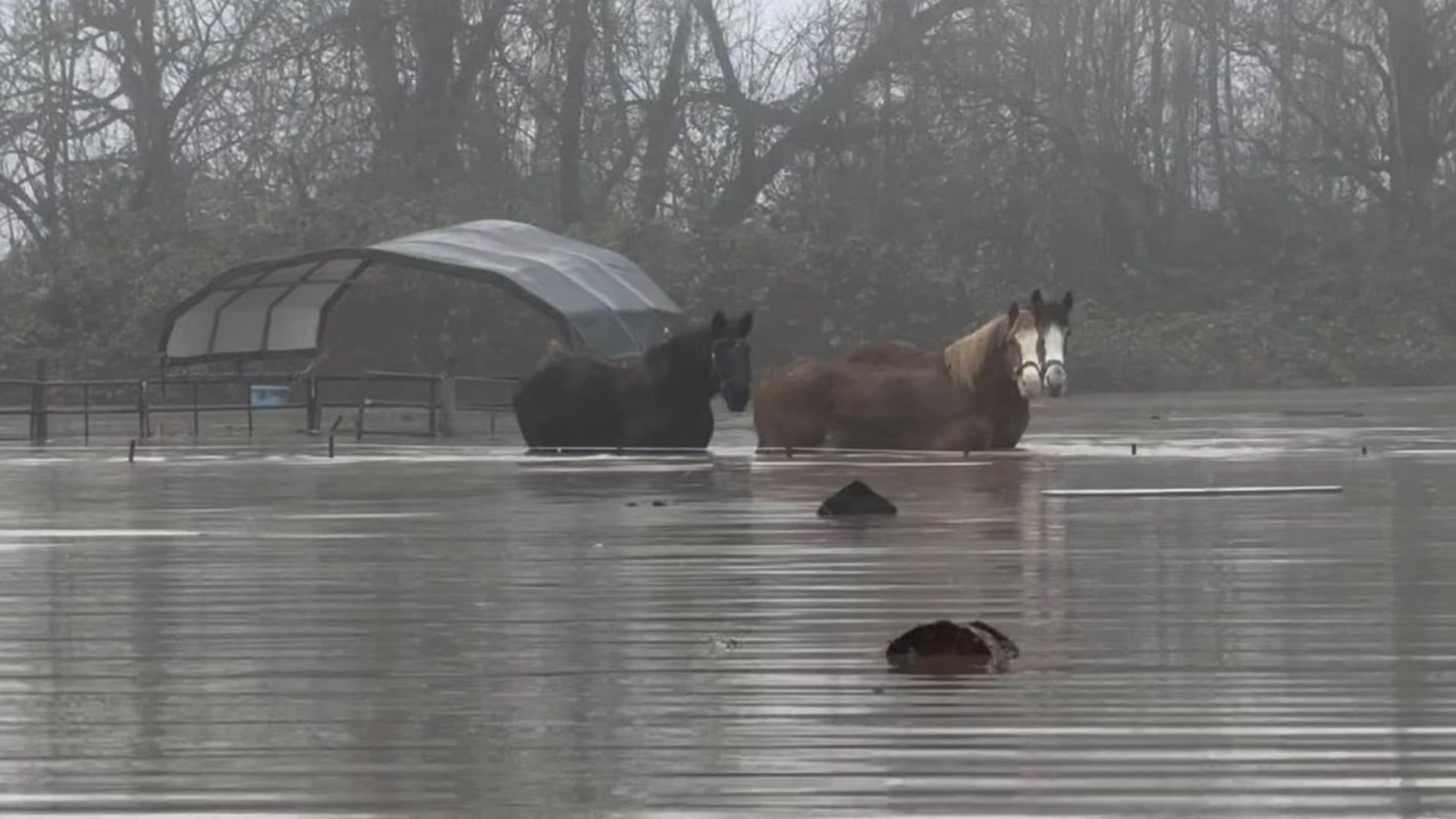 Animals safe after flood evacuation at historic Briscot Farm in Kent ...